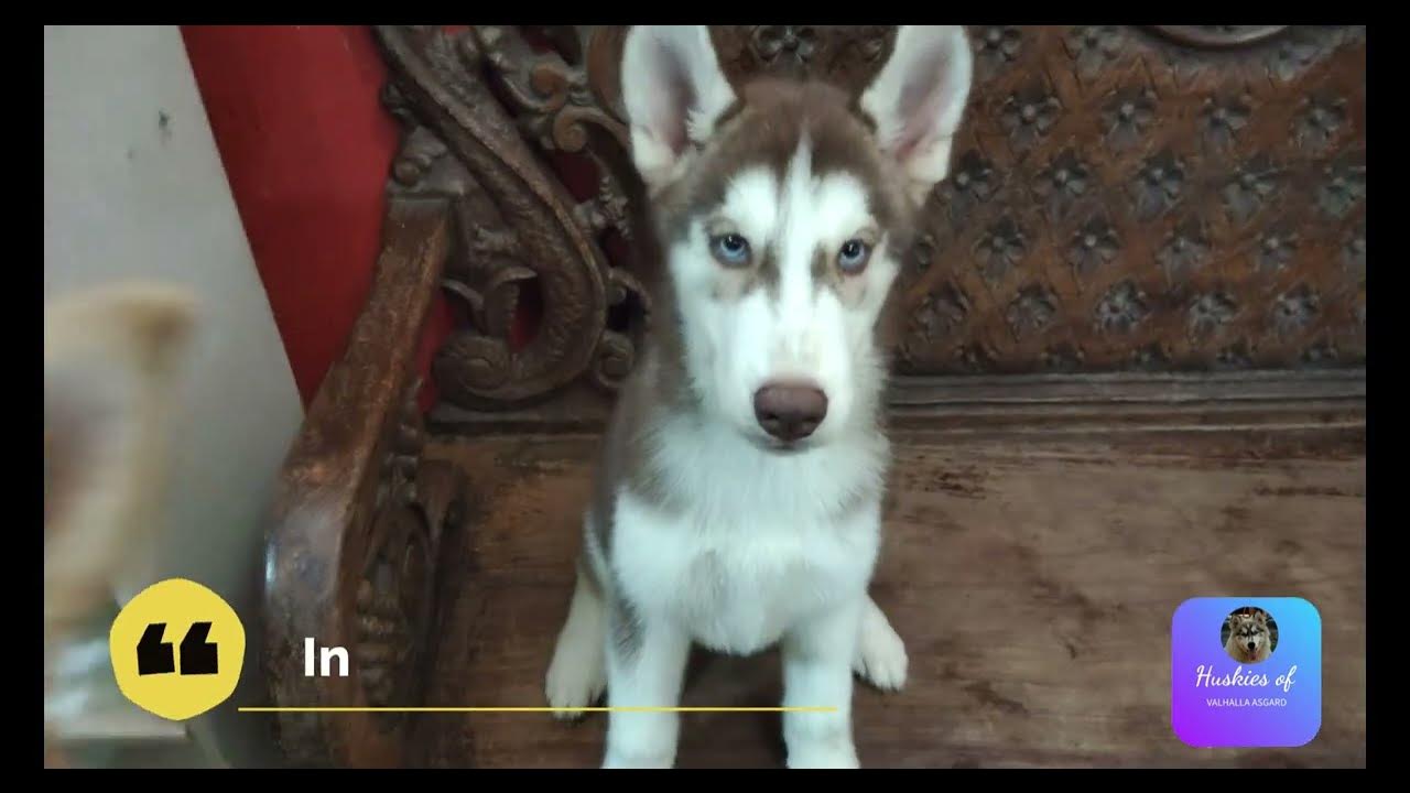 Husky learns commands in different languages (Just for Laughs) - YouTube