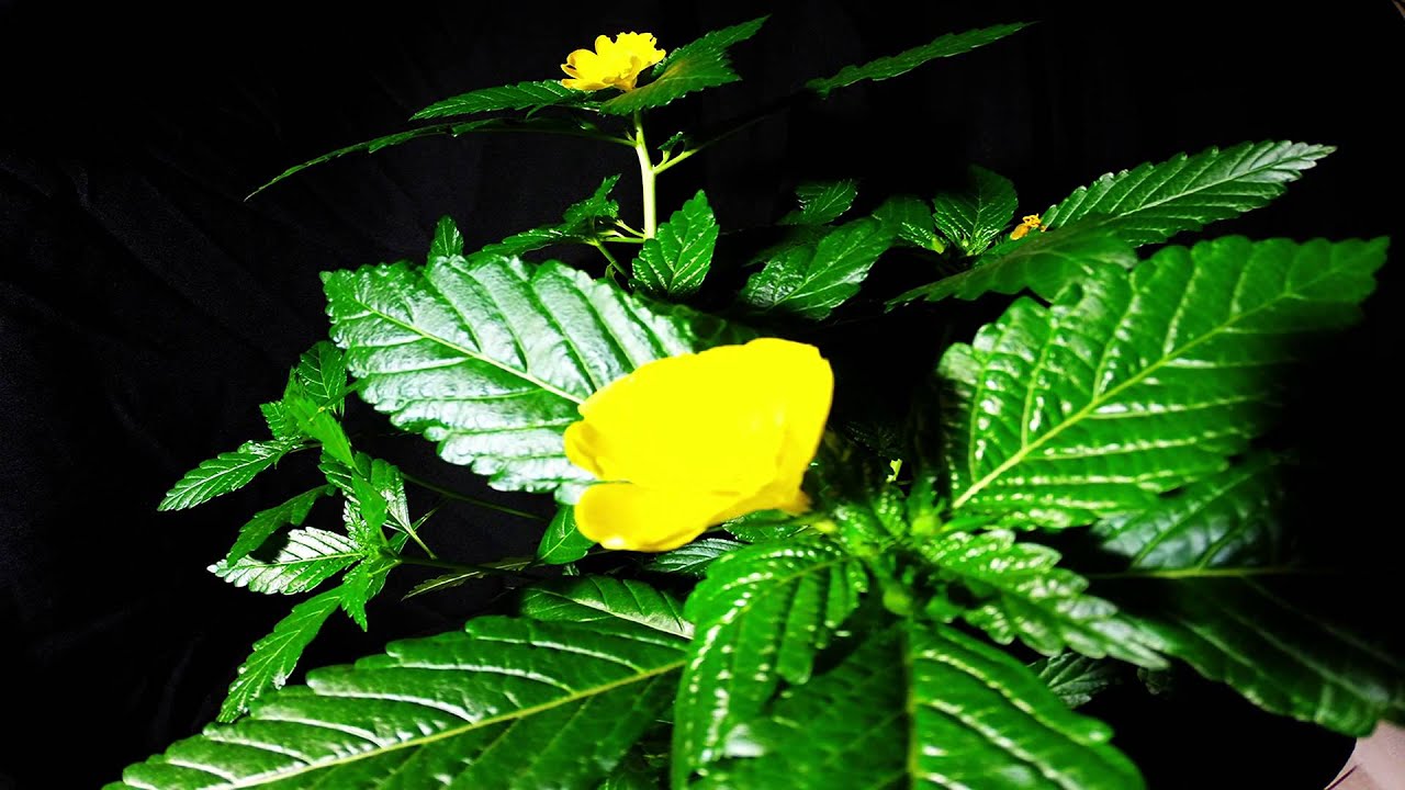 Time Lapse Flor Naciendo - YouTube