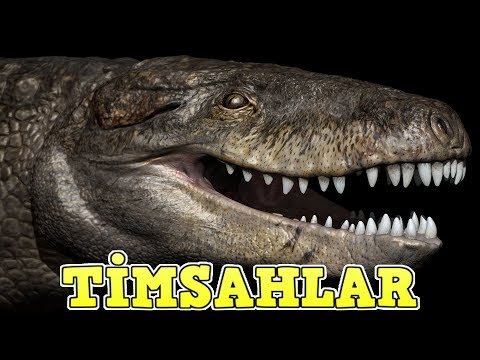 TİMSAHLAR ( Timsah Saldırıları)