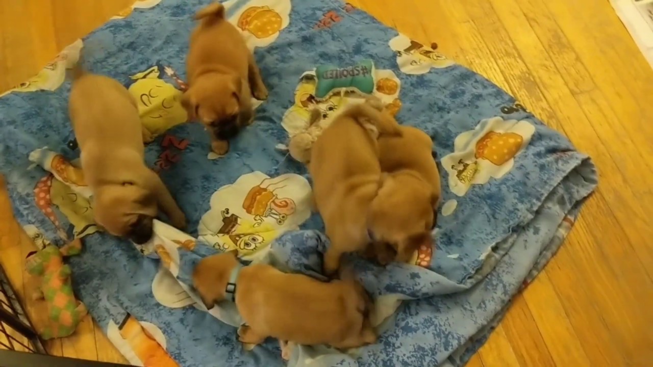 Fergus and Megan's Puggle puppies - YouTube