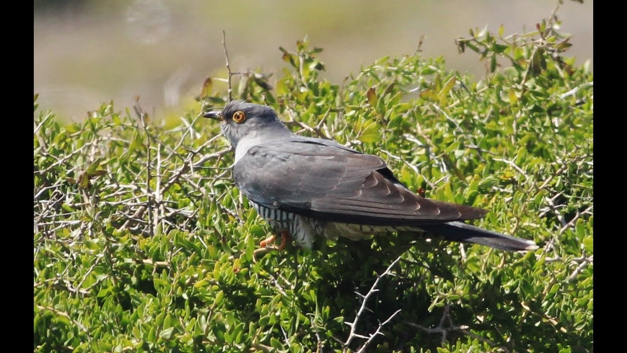 Common Cuckoo (Cuculus canorus) Κούκος - Cyprus - YouTube