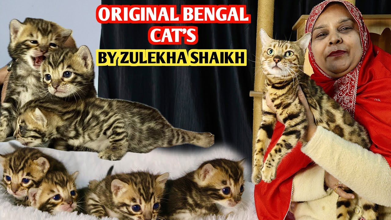 Original Bengal Cat Kittens Full Friendly with humans At Pearl Cattery ...