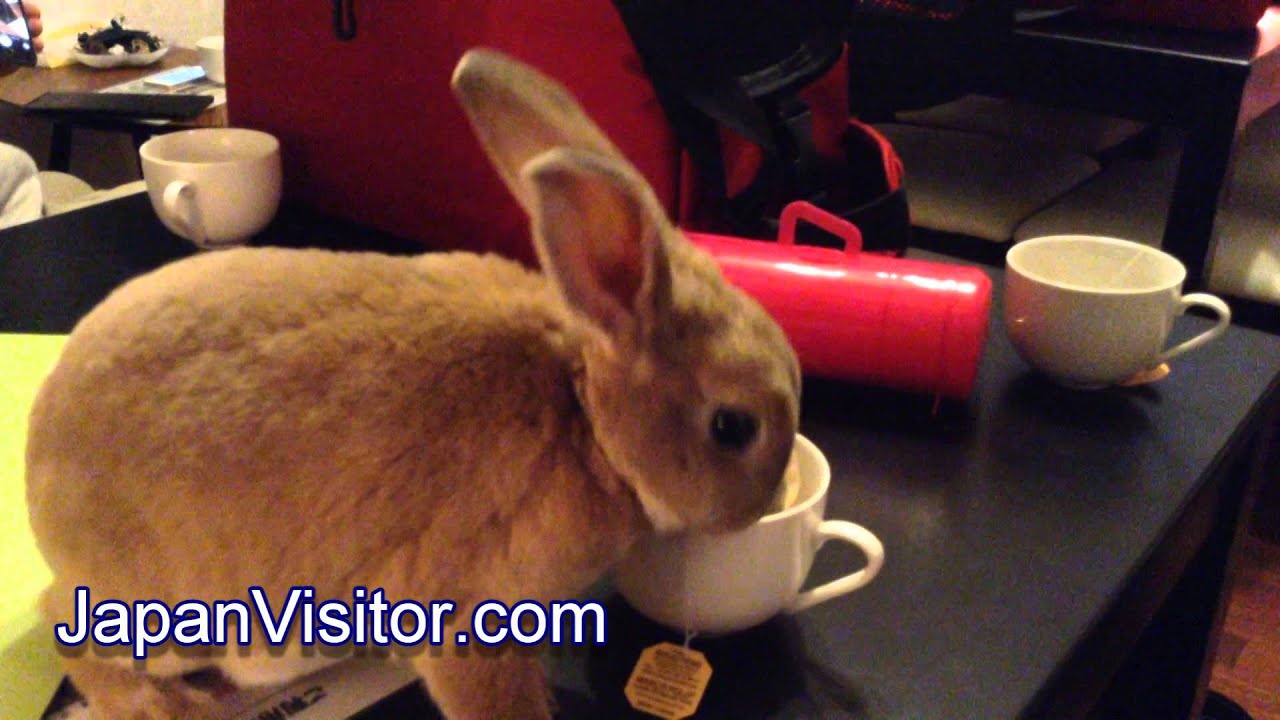 Bunny Rabbit Cafe Tokyo | うさぎカフェ - YouTube