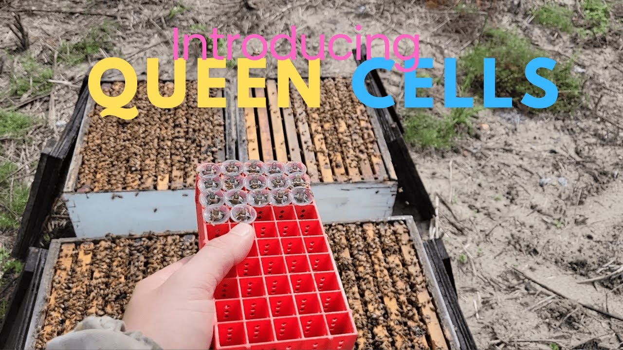 Introducing Queen Cells - YouTube
