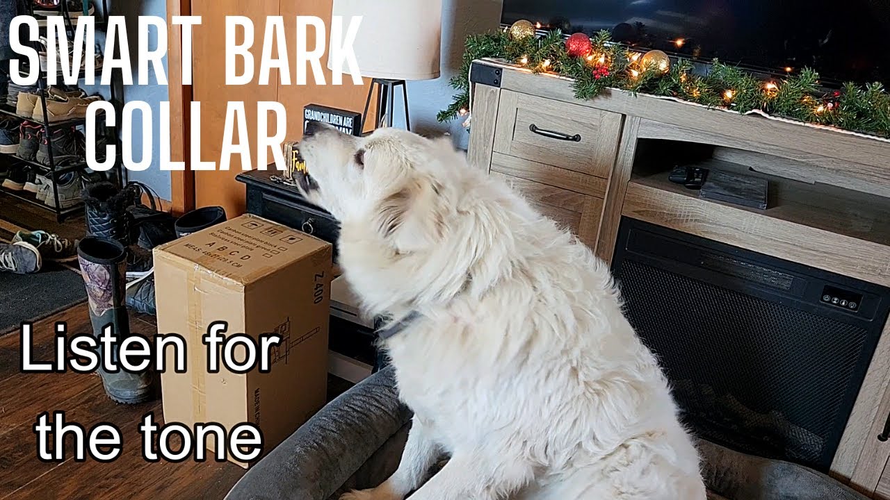 Explanation of the Smart Bark Collar | Real demonstration - YouTube