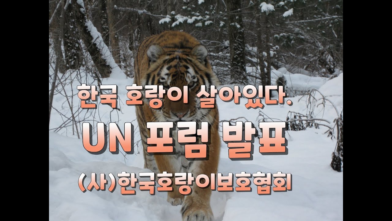 임순남 Tiger-Lim * 대한민국 야생호랑이 살아있다. UN 포럼발표! - YouTube