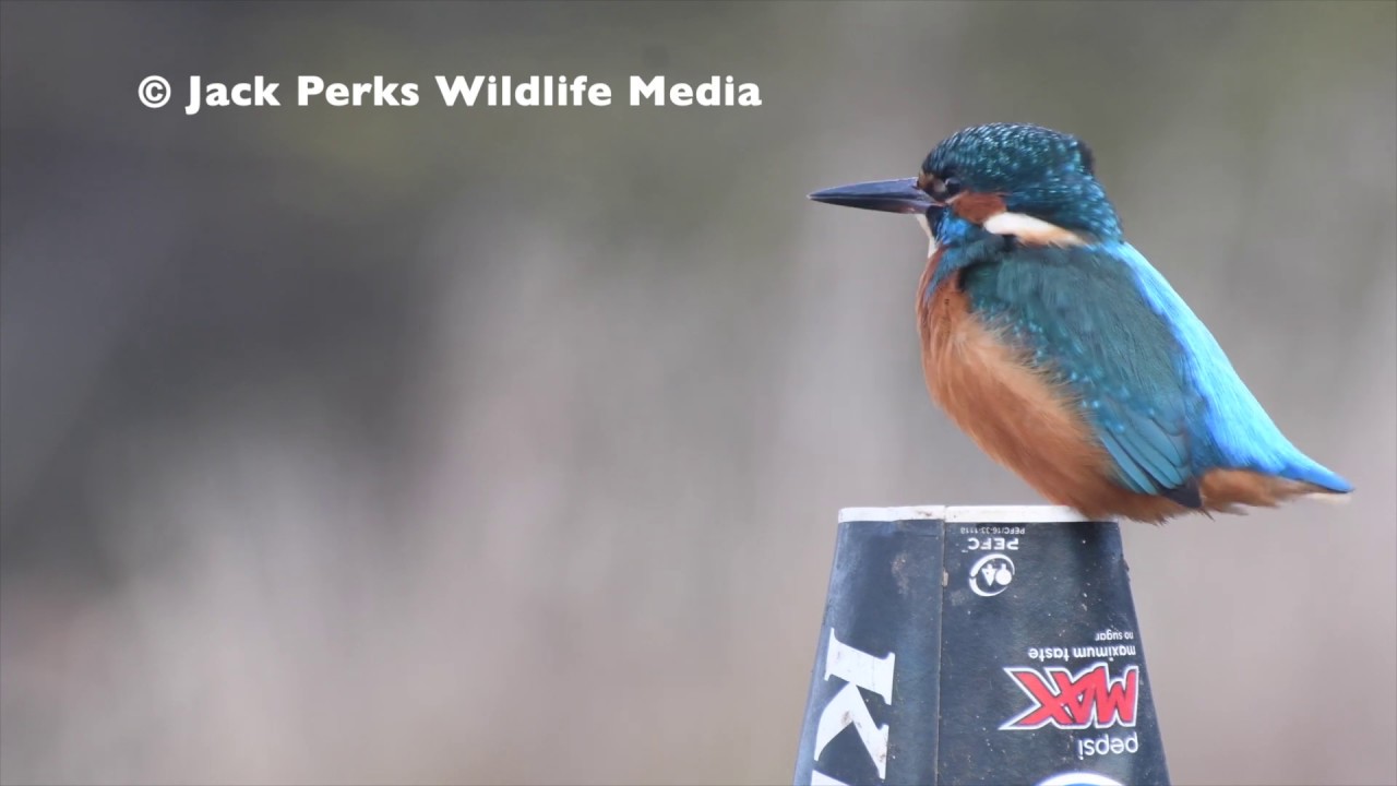 Kingfisher on Litter (STOCK FOOTAGE) - YouTube