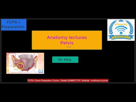Pelvis Anatomy