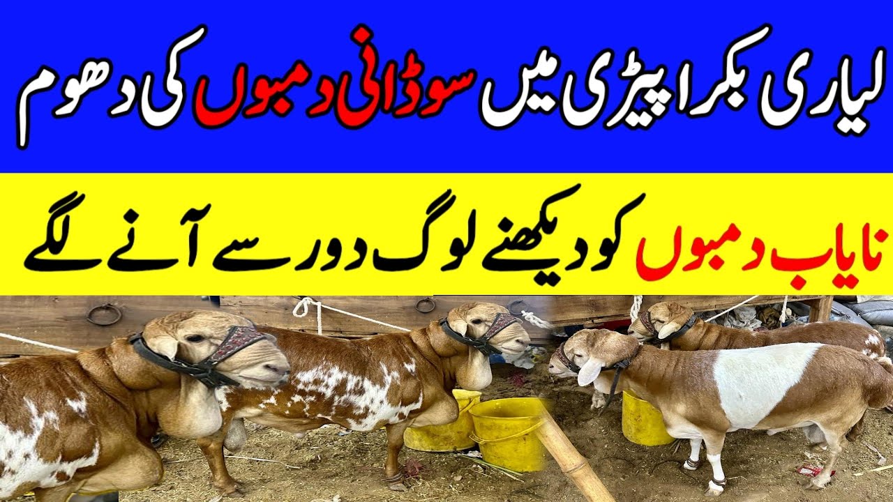Cow ki Shakal Wala Imported Bakra | Bakra Piri Update 2023 | Famous ...