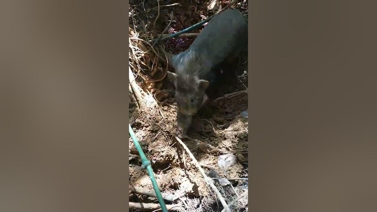 jerat babi hutan gunung tambalang part 9 - YouTube