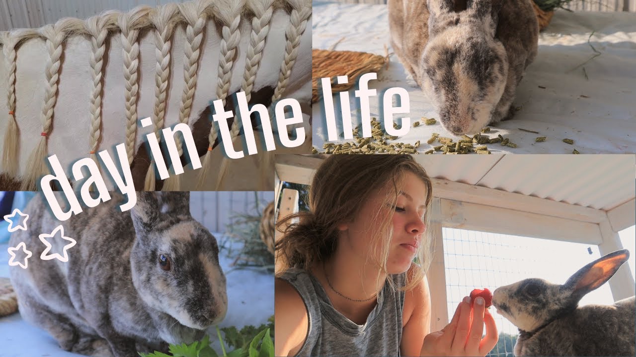 Day In The Life With A Rabbit - Summer 2021 - YouTube