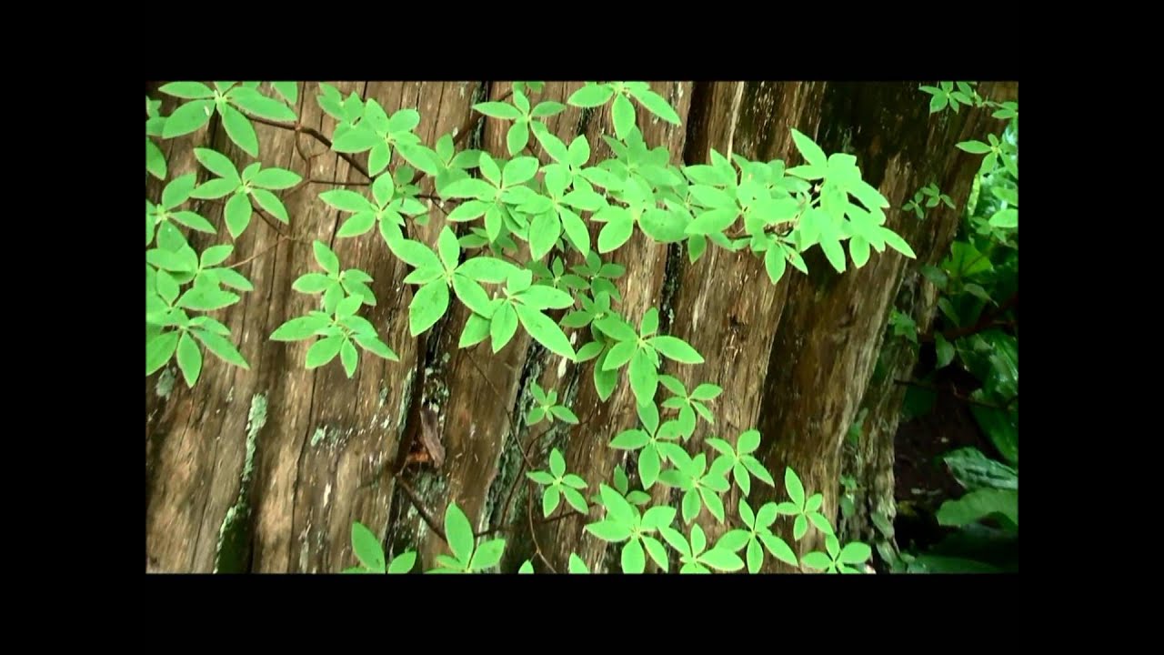 False Azalea - Menziesia ferruginea - YouTube