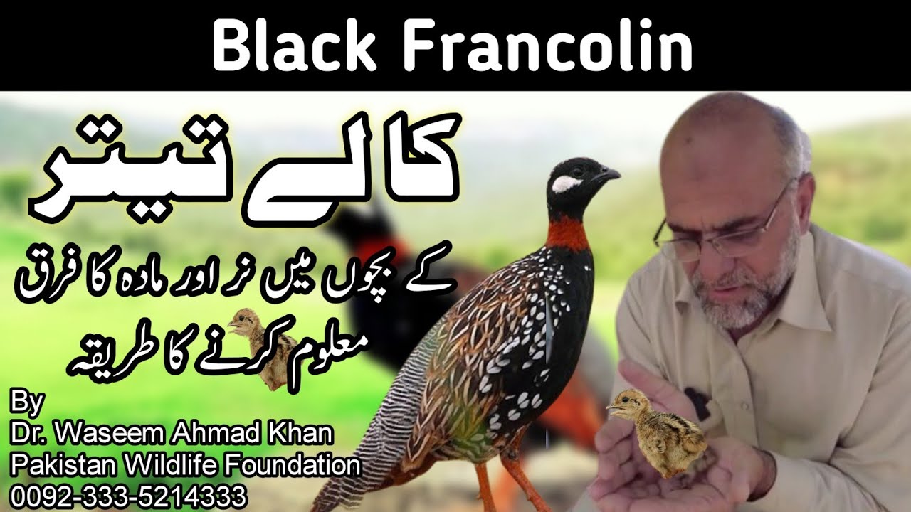 How to Differentiate Between Male And Female Chicks in Black Francolin ...