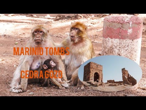 Marinid tombs in Cedra gozd poln opic - YouTube
