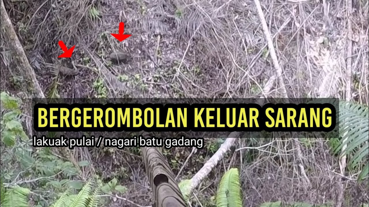 MENEMBAK /BERBURU HAMA BABI HUTAN DI LAKUAK PULAI / NAGARI BATU GADANG ...