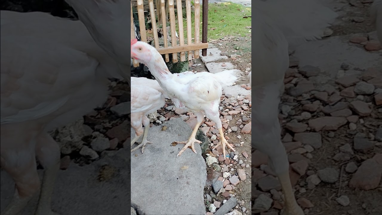 GA PLUCKER - YouTube