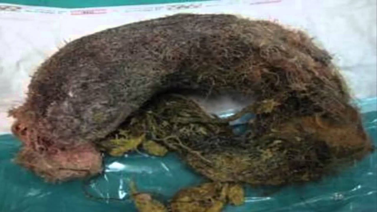 COMER PELO TODOS LOS DIAS. Tricofagia - YouTube