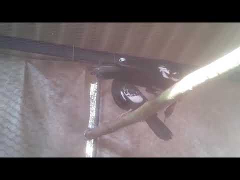 Como criar jacu em cativeiro - YouTube