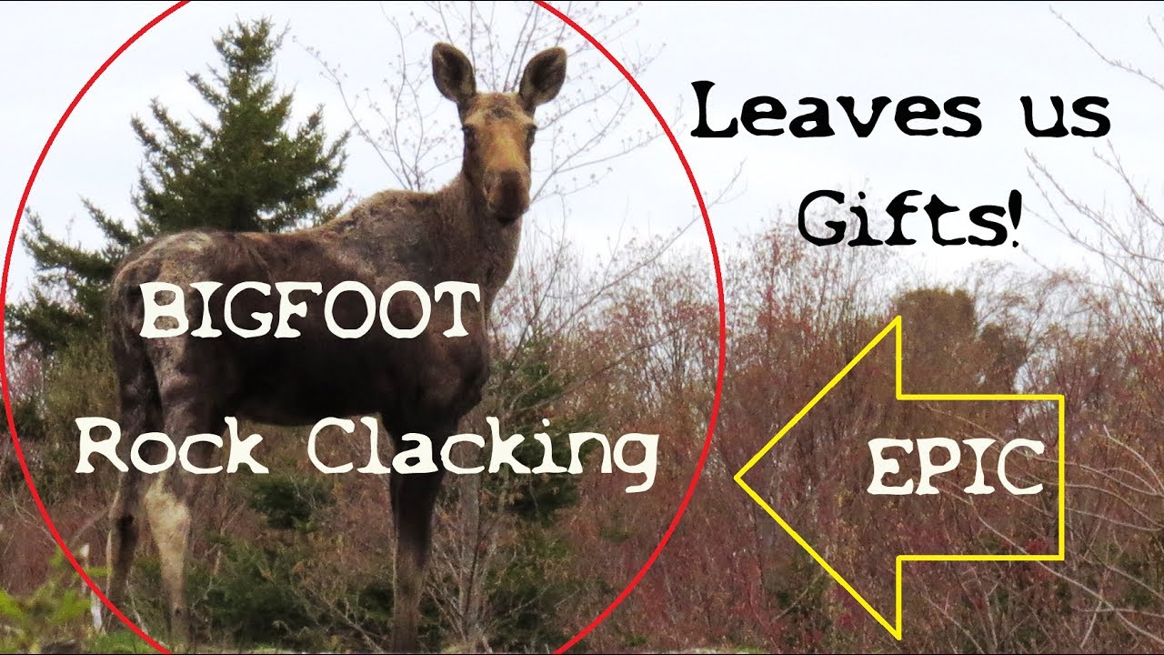 Maine Bigfoot trip Boulder Smashing Moose Skull (Part I) 2017 - YouTube