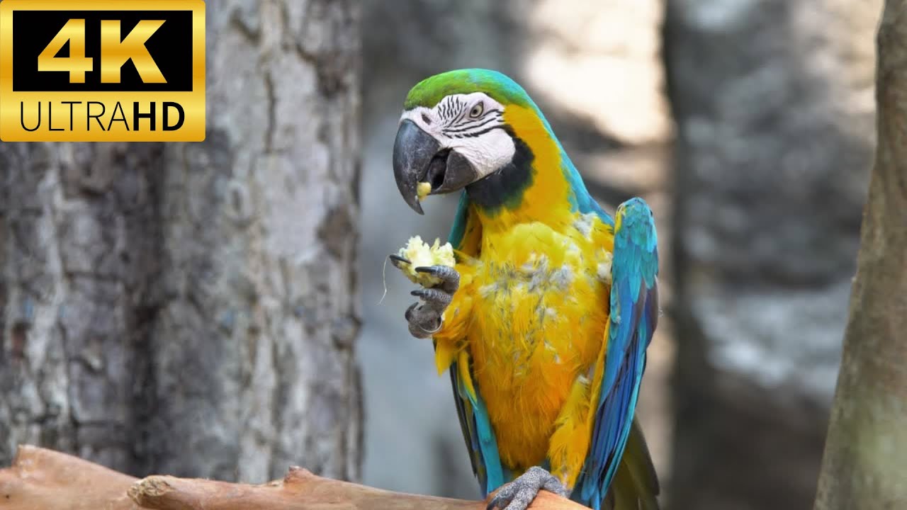 4K Bird Macaw Parrot / No Copyright - YouTube