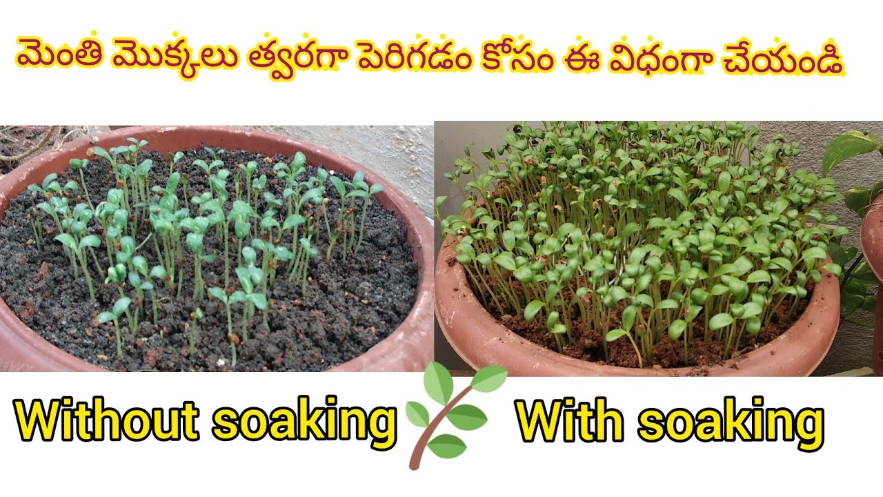 How to plant methi plants|| Follow this method to grow fastly and ...