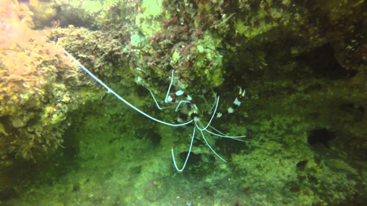 Scuba Diving at Fly Point - YouTube