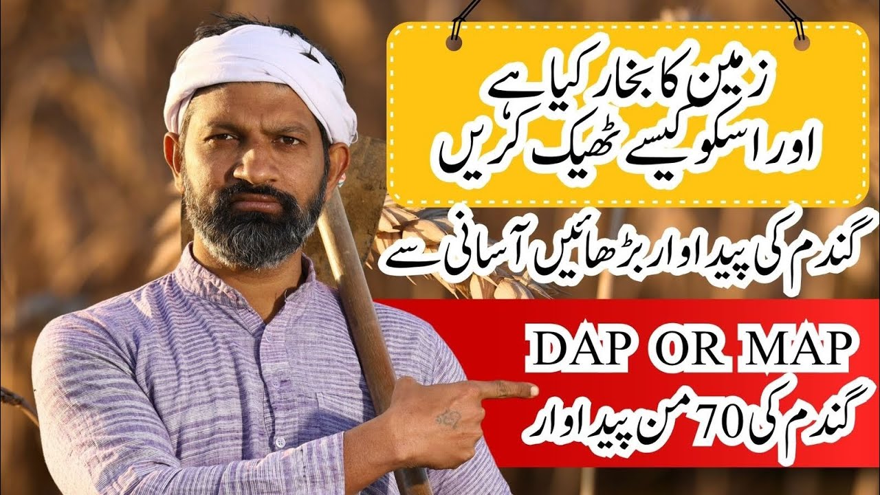 (DAP) USE KRA YA (MAP) . گندم کی 70 من پیداوار حاصل کریں ☄️ #farming # ...
