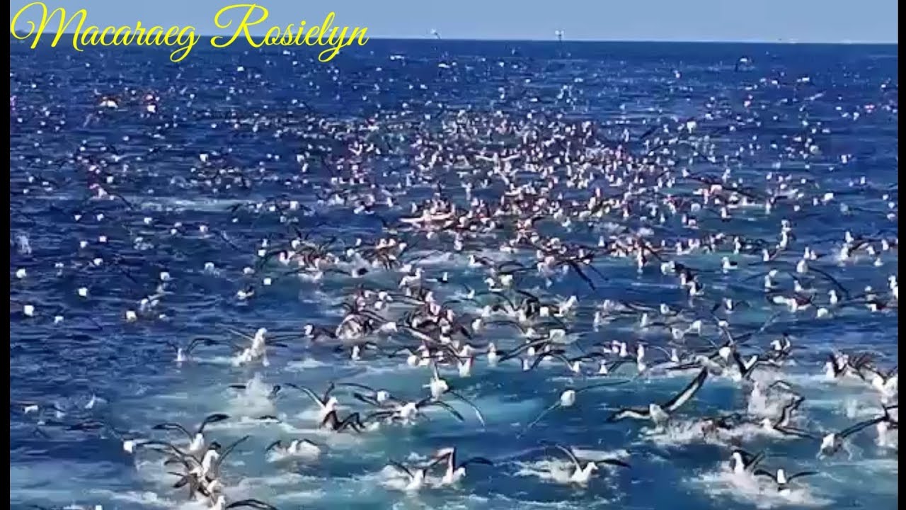 Beautiful Sea birds over the ocean - YouTube