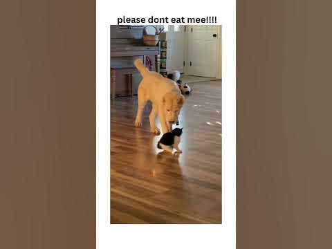 Video 16: please dont eat me!!!!!! - YouTube
