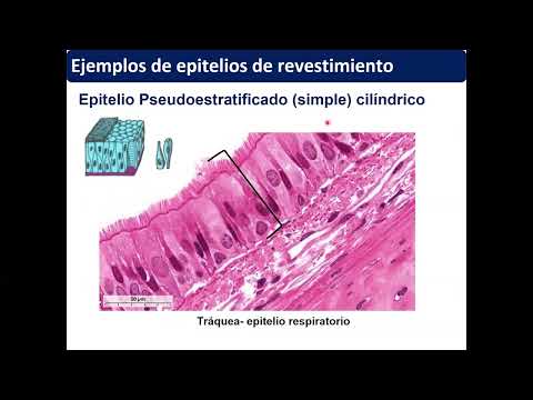UC8- Epitelios de revestimiento-histología 2026