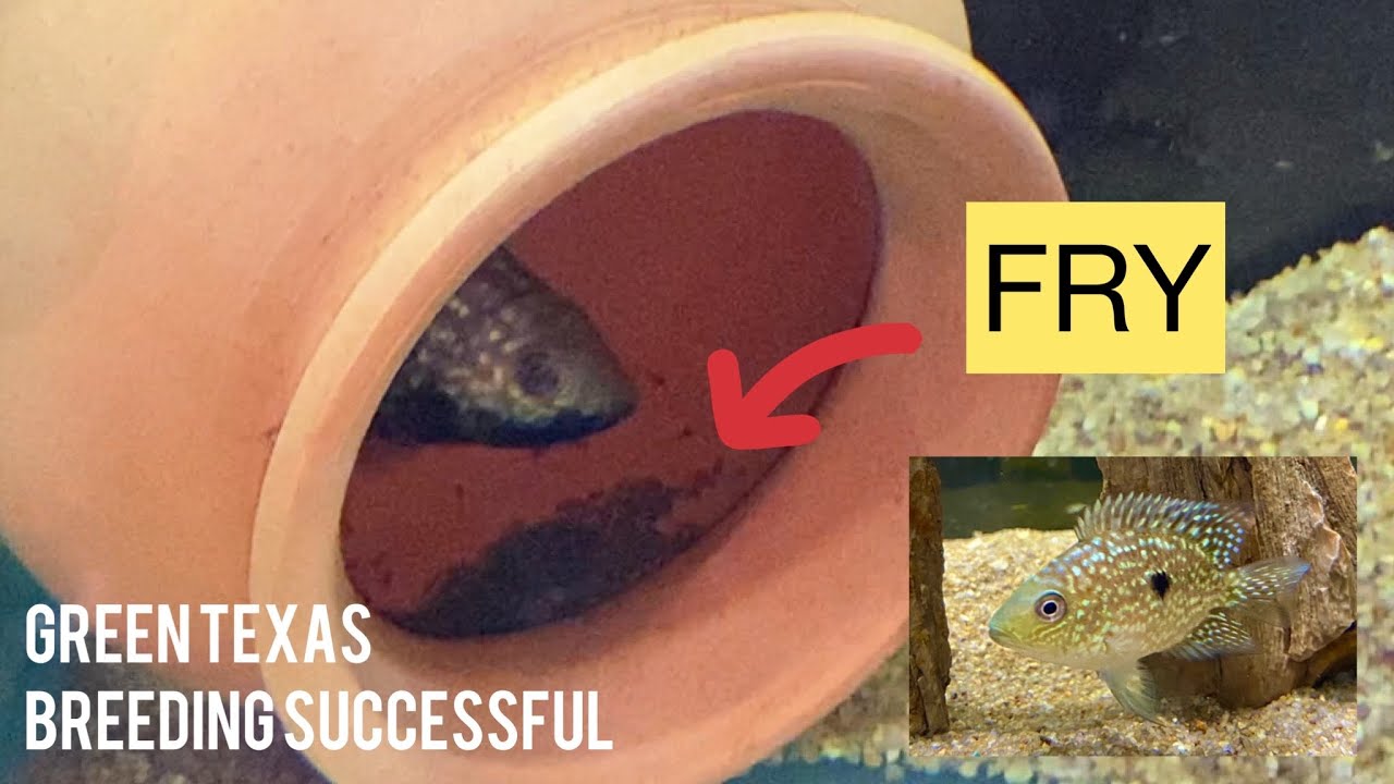 Green Texas Short Body Cichlid Breeding #cichlids #greentexas # ...
