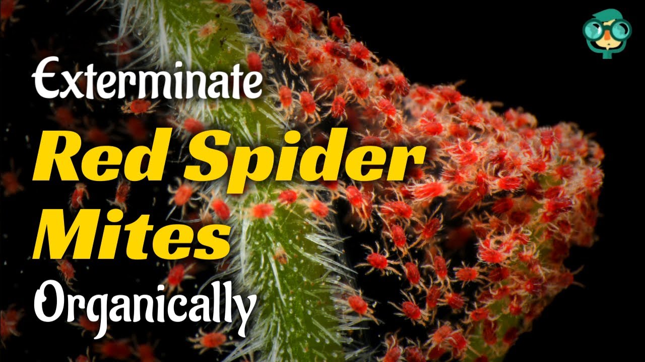 How to Get Rid of Red Spider Mites Naturally | How to Remove Red Spider ...