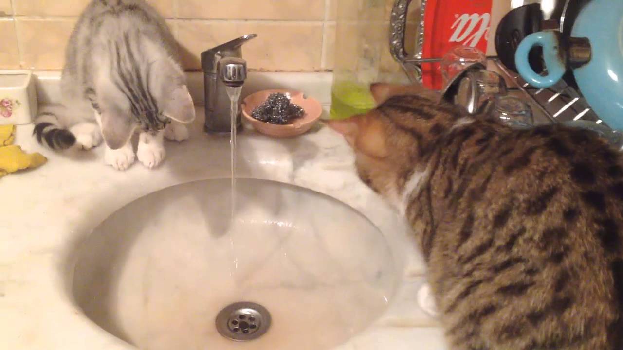 Cat drinking water from Faucet - YouTube