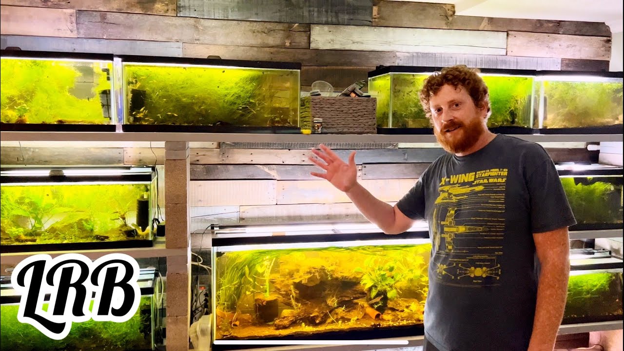 Check Out these Aquariums! Brandons Fish Room 4K - YouTube