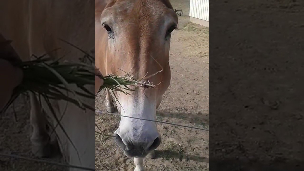 Laughing Mule!!! - YouTube