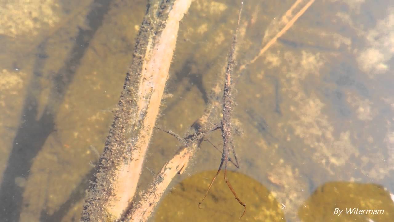 Fauna da App Lagoa Encantada: Louva-a-deus-d'água - Water-scorpion ...