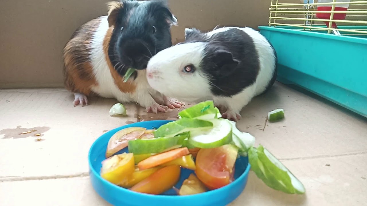 Happy 1K Subscriber and 7months Old Guinea pig - YouTube