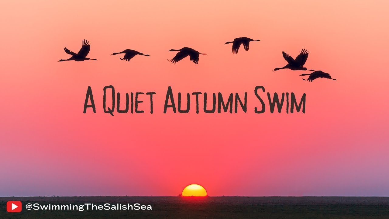 An Early Autumn Swim | Swimming the Salish Sea - YouTube