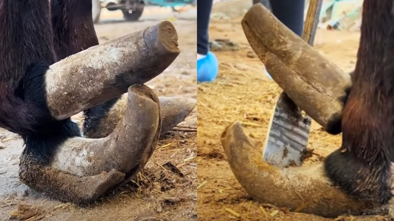 Deformed! Two Donkey Hooves On One Leg! The Master Dare Not Trim It ...