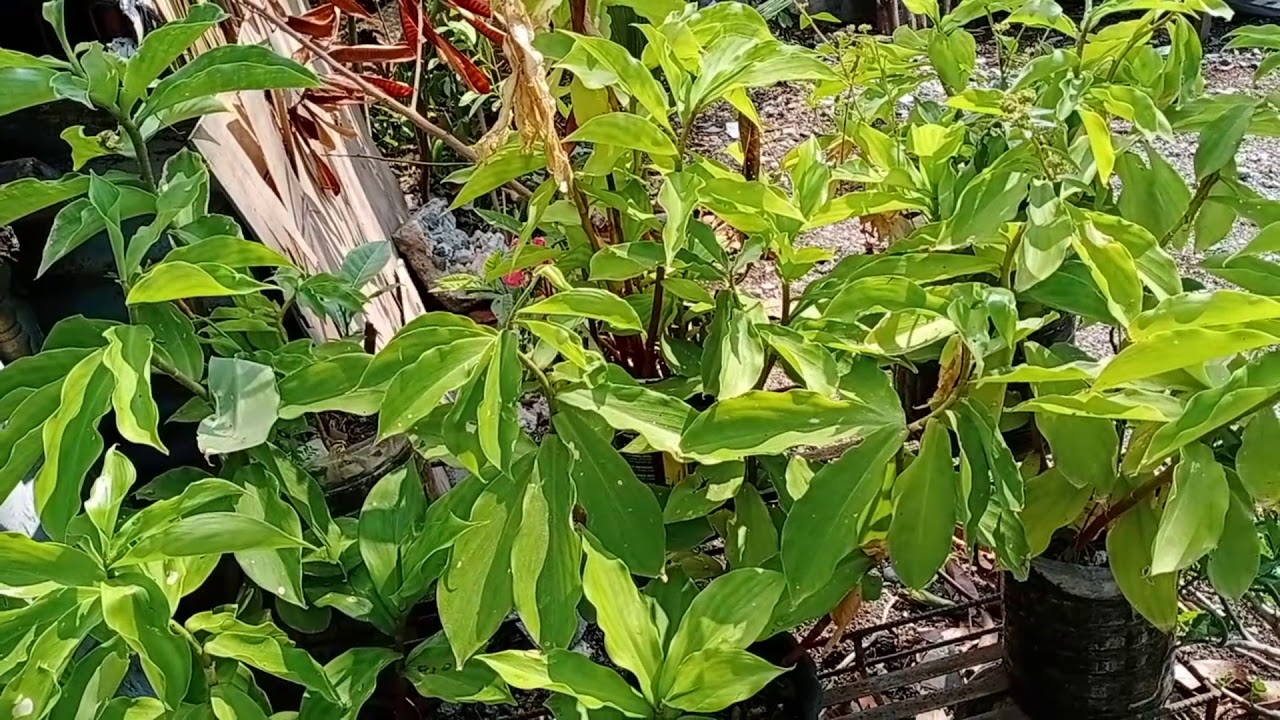 MGA HALAMANG TAMIN NA NAG BIBIGAY NG LUNAS NG ATING SAKIT - YouTube