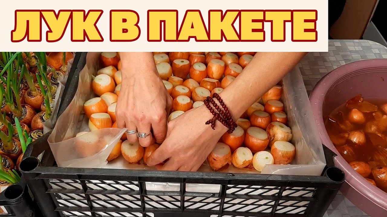 ЛУК НА ЗЕЛЕНОЕ ПЕРО ДВА СПОСОБА ВЫГОНКИ БЕЗ ЗЕМЛИ - YouTube
