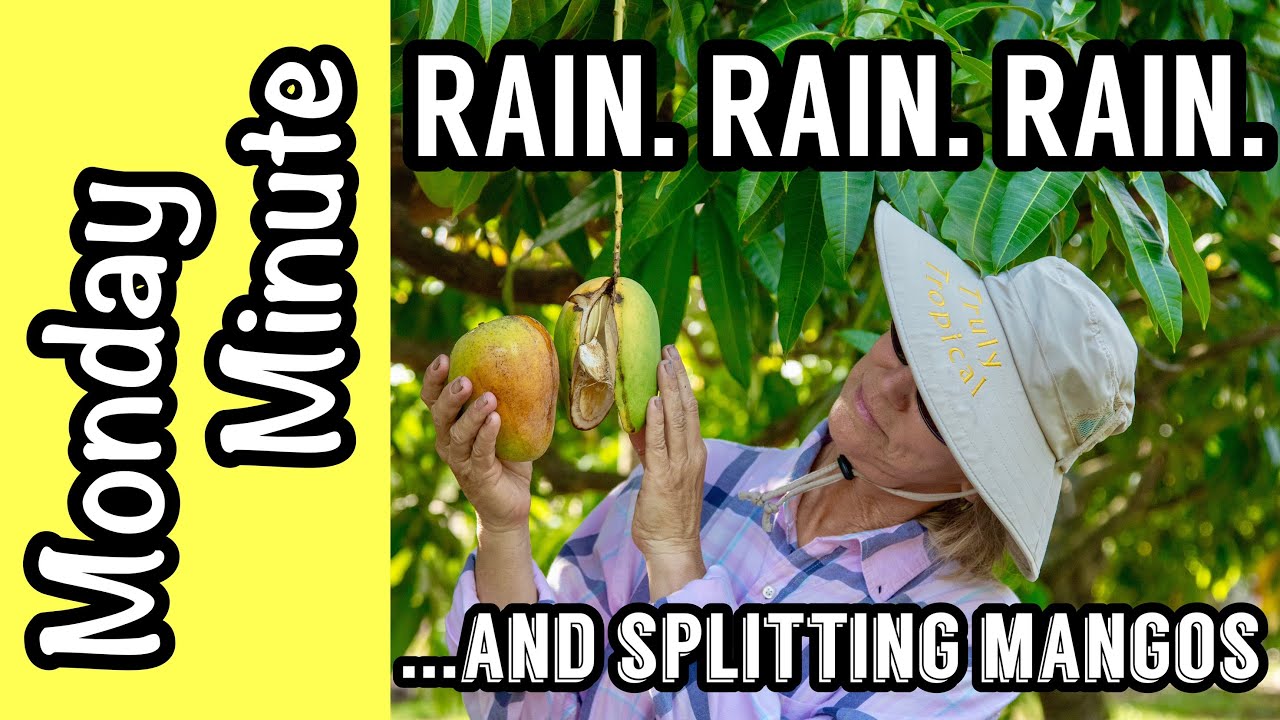 Monday Minute- Lots of Rain...Mango Splits! - YouTube