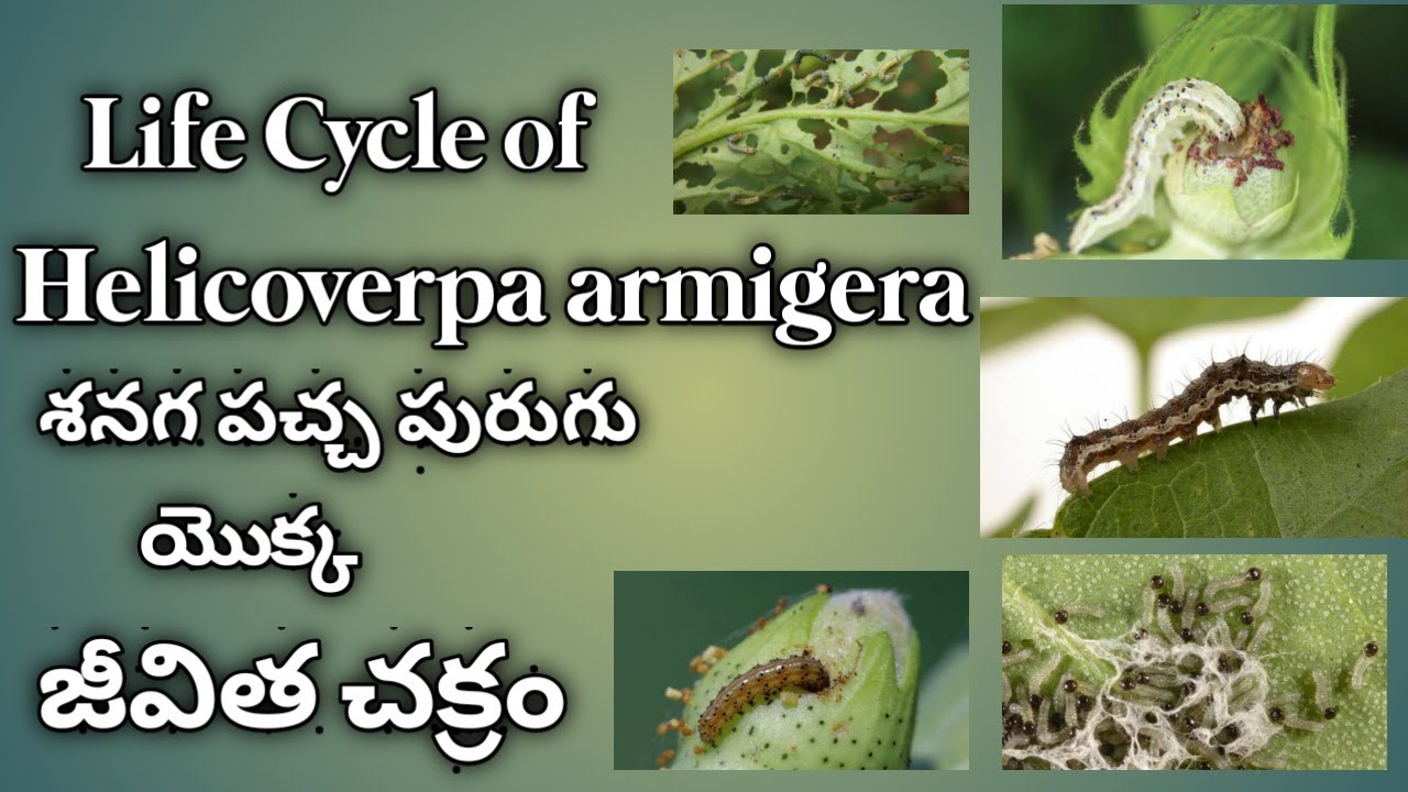 Life Cycle of Helicoverpa-armigera శనగ పచ్చ పురుగు యొక్క జీవిత చక్రం ...