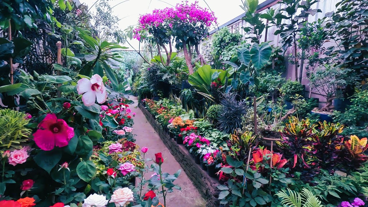 Un paseo por el mercado de plantas y flores en Viveros Coyoacán Ciudad ...