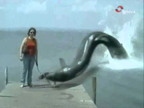 dog eaten by giant snake - YouTube