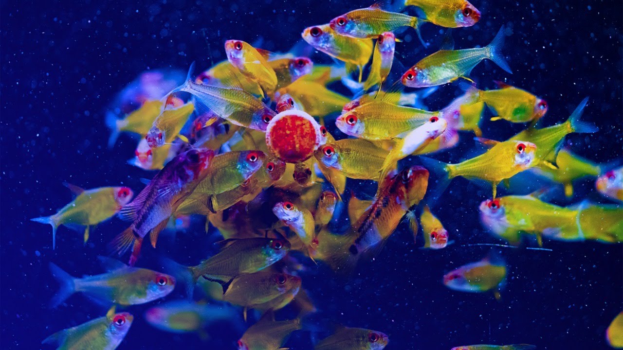 Favorite Fish Combos For Your Community Aquarium - YouTube