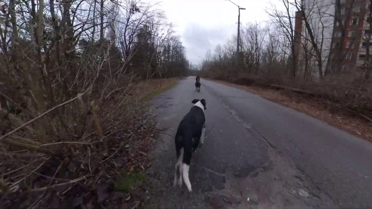 Wild Dogs of Chernobyl - YouTube