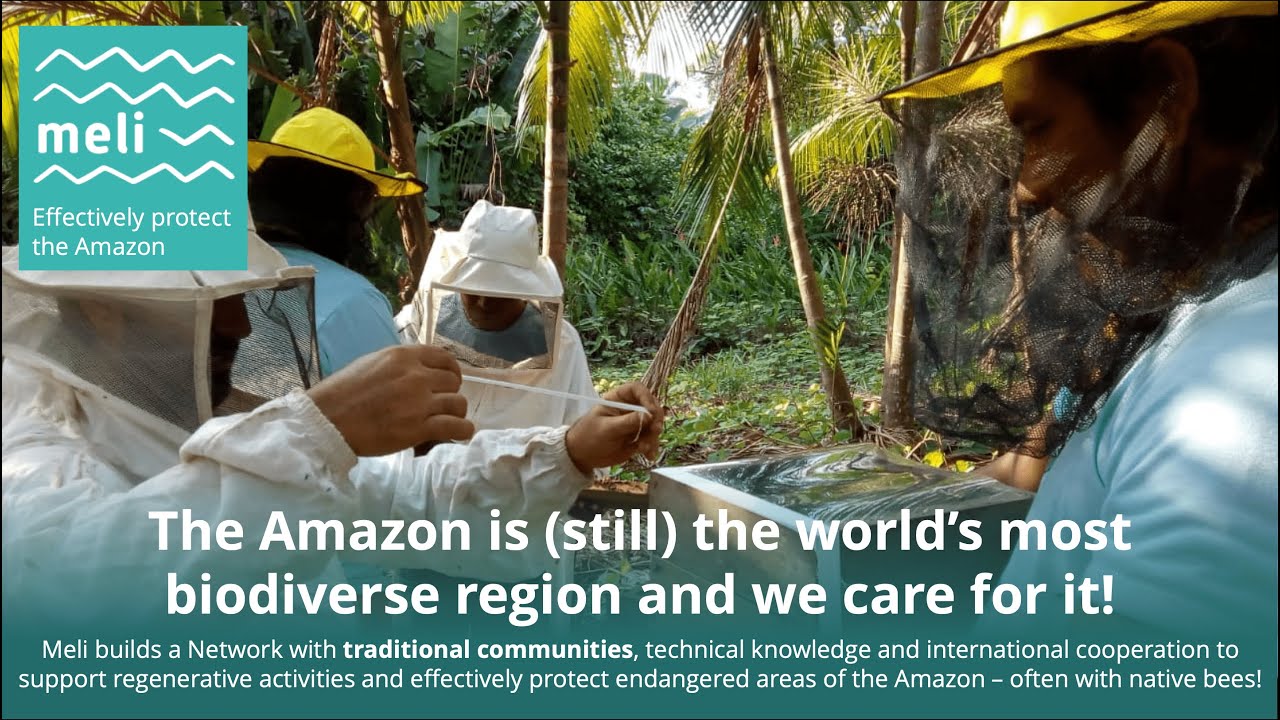 Meli Bees Network - YouTube