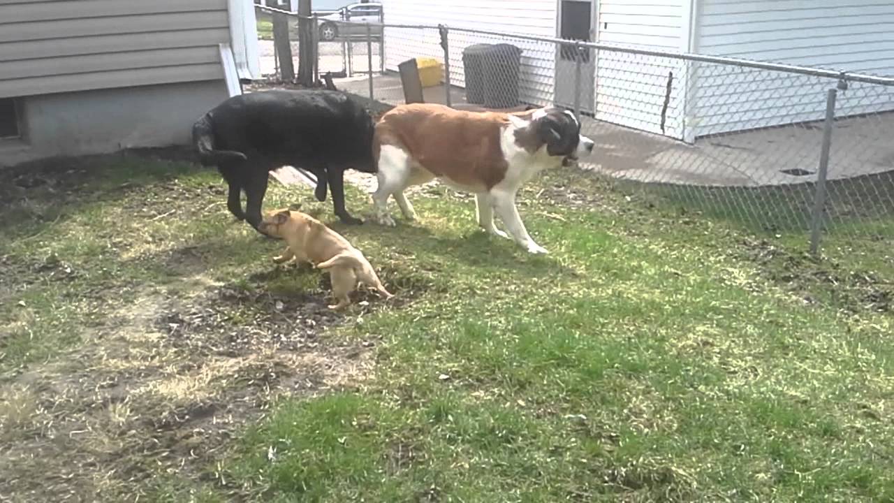 Dog humps other dog - YouTube