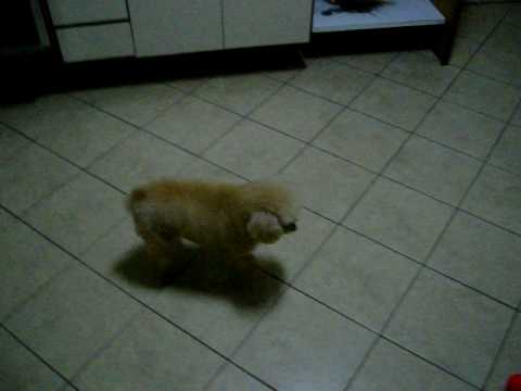 nina dançando rebolation 2